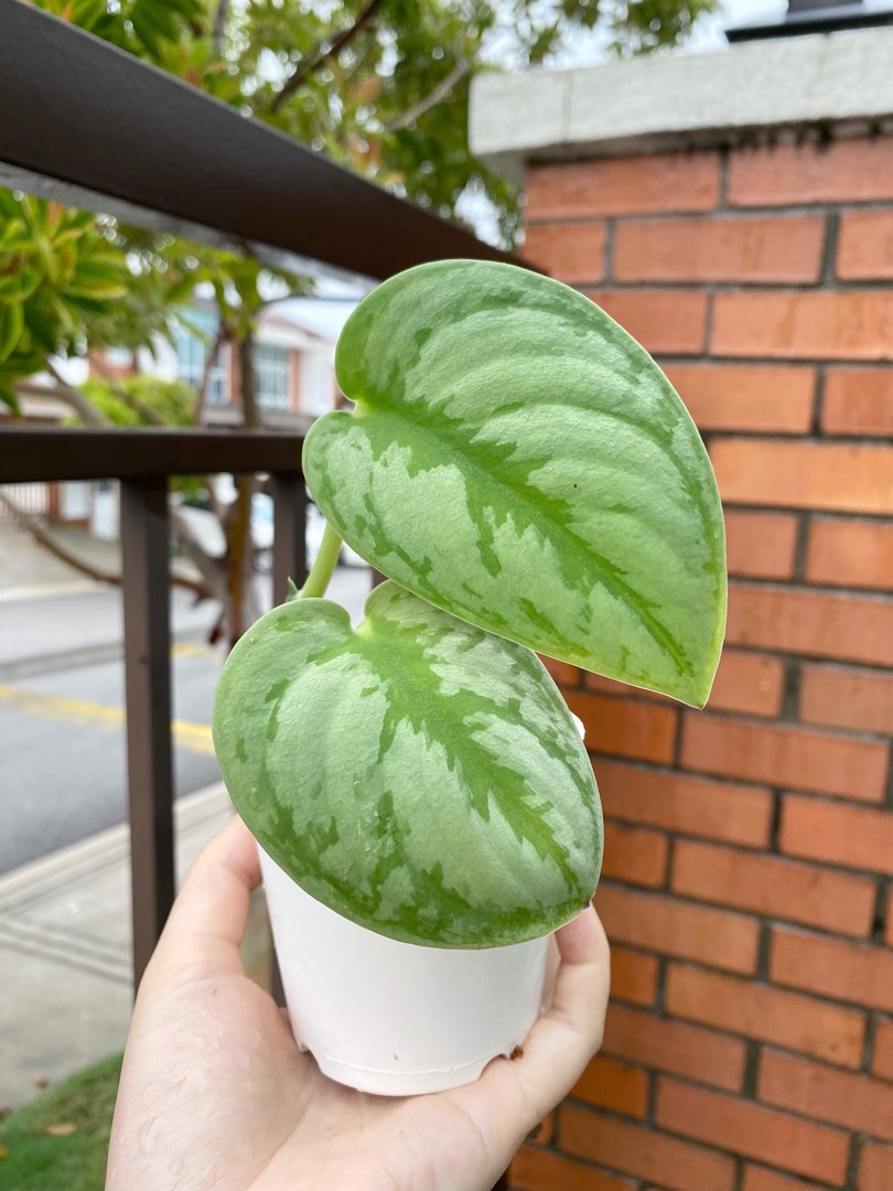 Scindapsus Silver Knight, Furniture & Home Living, Gardening, Plants ...