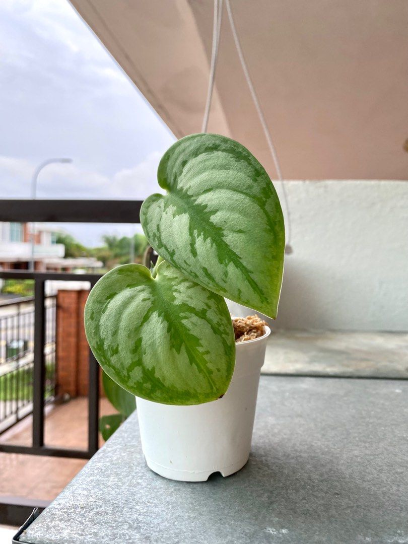 Scindapsus Silver Knight, Furniture & Home Living, Gardening, Plants ...