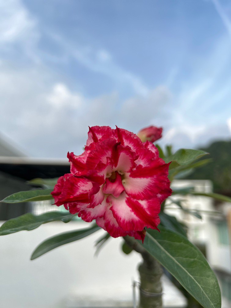 Adenium red Phet Mong Kon , Furniture & Home Living, Gardening, Plants ...