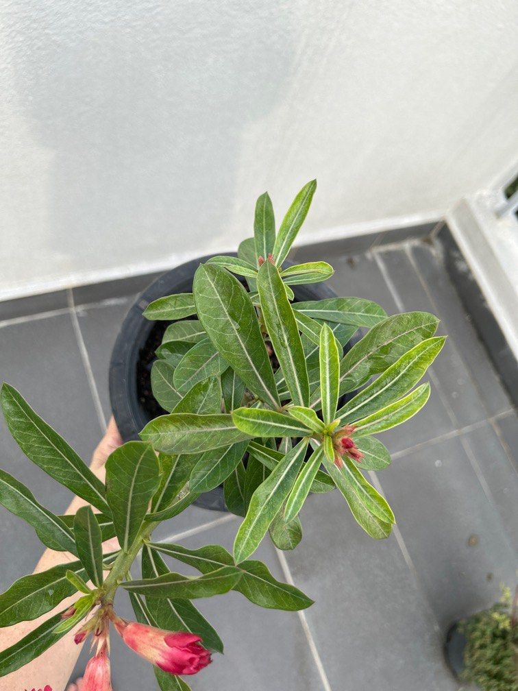 Adenium red Phet Mong Kon , Furniture & Home Living, Gardening, Plants ...