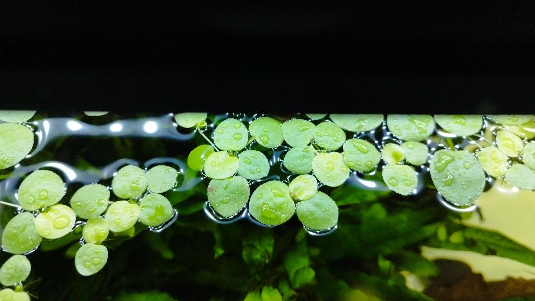 Aquatic plant (frog bit), Pet Supplies, Homes & Other Pet Accessories ...