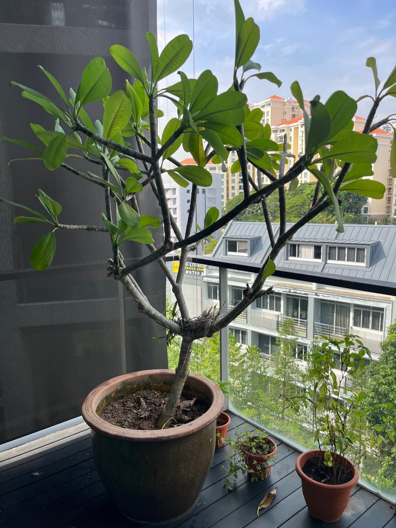 Frangipani Tree - white, Furniture & Home Living, Gardening, Plants ...