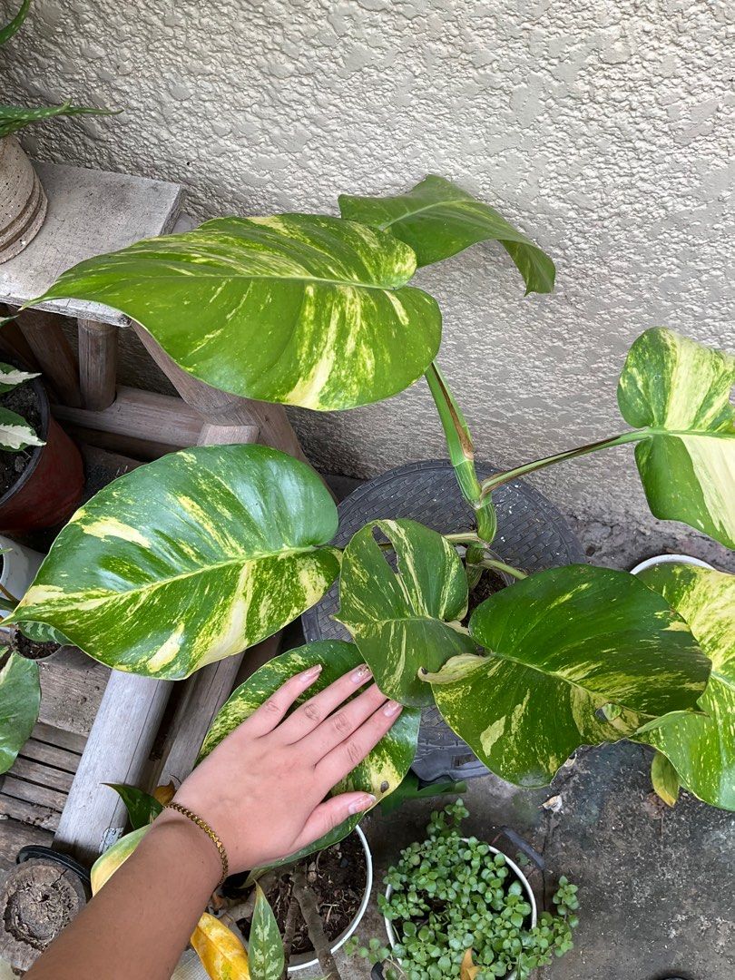 Murang halaman: giant golden pothos, Furniture & Home Living, Gardening ...