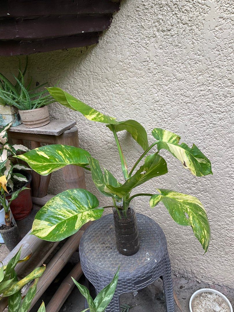 Murang halaman: giant golden pothos, Furniture & Home Living, Gardening ...
