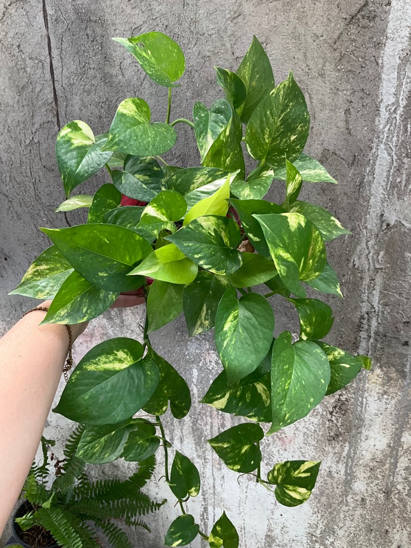 Murang halaman Lush golden pothos, Furniture & Home Living, Gardening ...