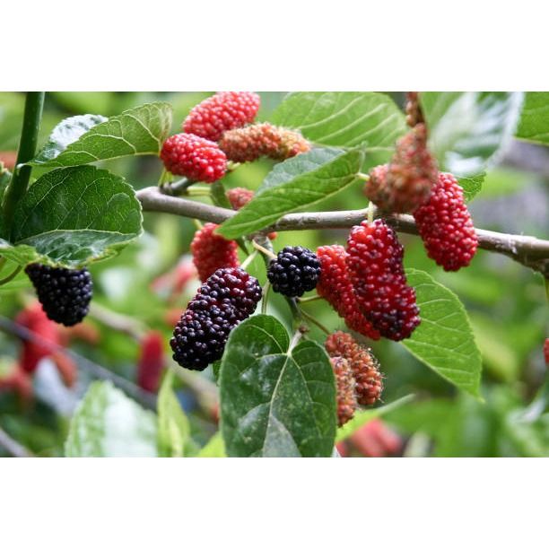 Organic Mulberry A Nutrient-Rich Delight Straight From Nature's Bounty ...