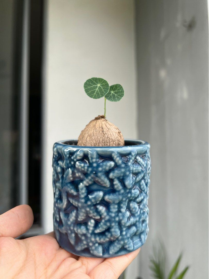 Stephania Erecta in small starfish pot, Furniture & Home Living ...