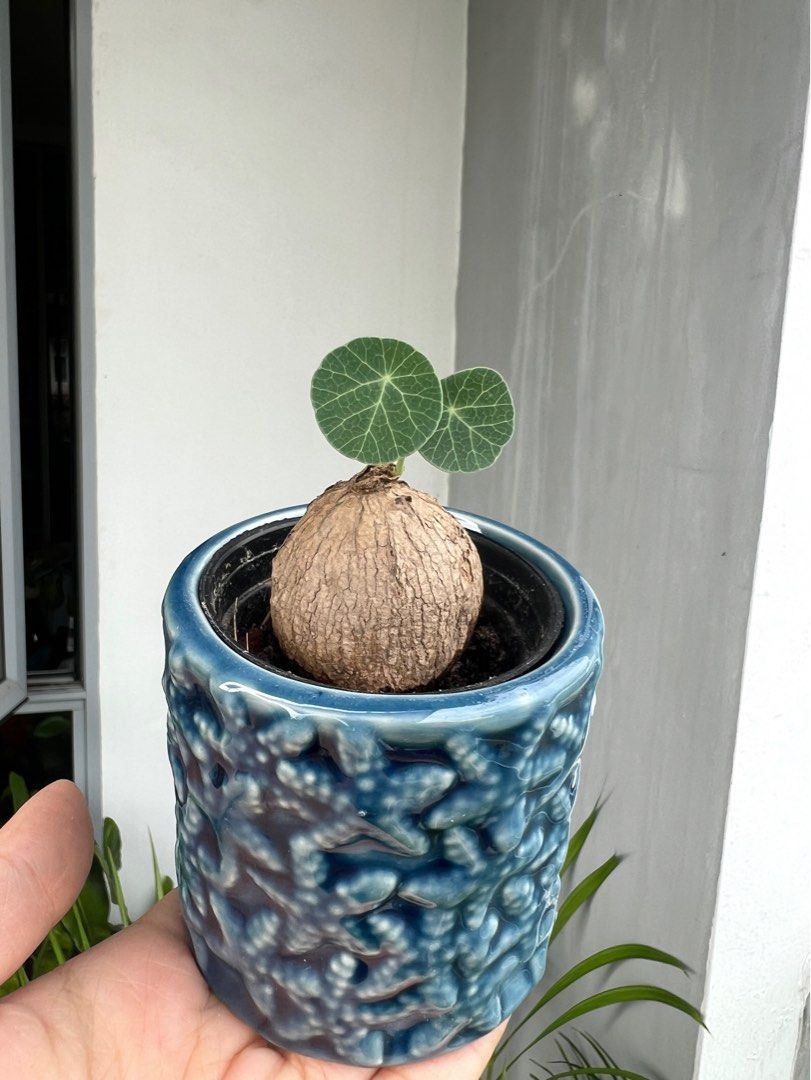 Stephania Erecta in small starfish pot, Furniture & Home Living ...