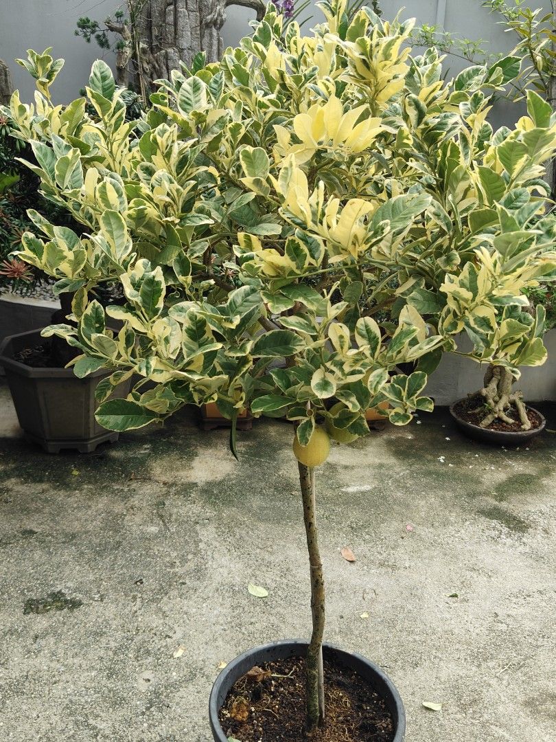 Variegated Lemon, Furniture & Home Living, Gardening, Plants & Seeds on ...