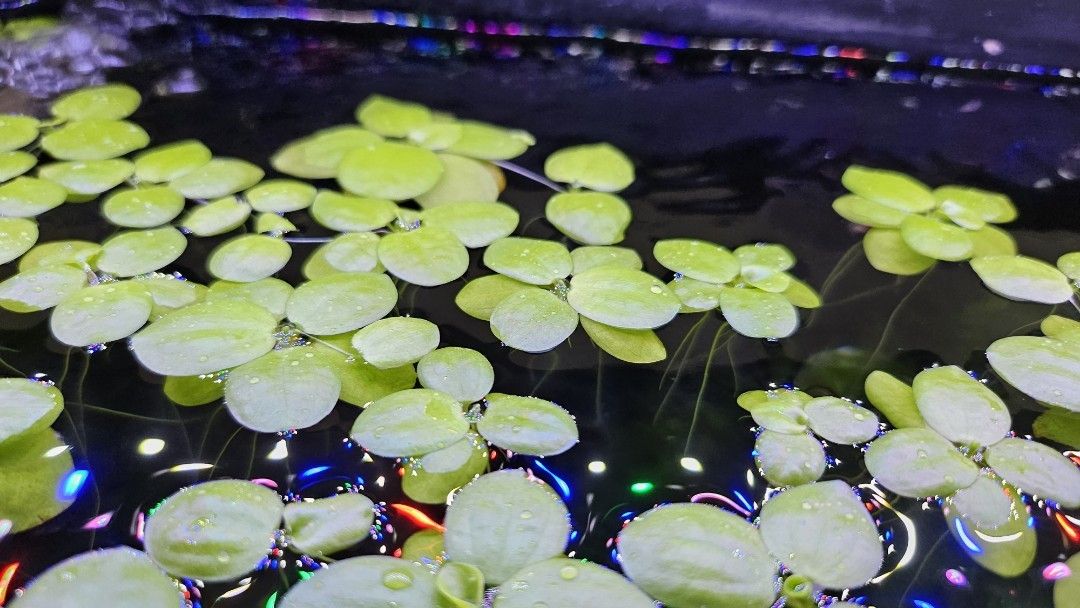 Amazon Frogbit floating plant with long roots., Furniture & Home Living ...