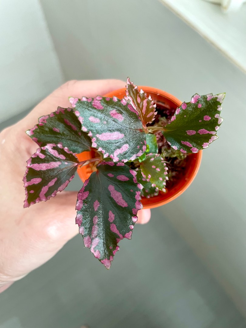 Begonia Julau, Furniture & Home Living, Gardening, Plants & Seeds on ...