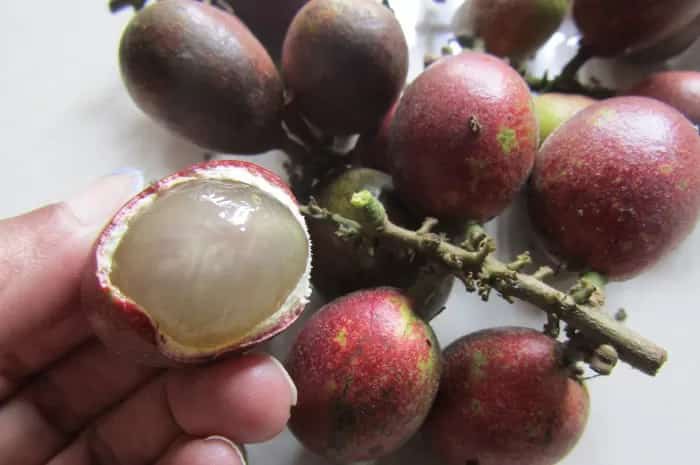 Buah matoa, Makanan & Minuman, Snek di Carousell