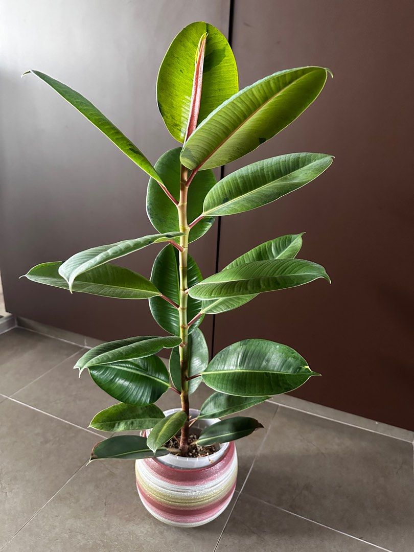 Ficus Elastica Shivereana Furniture And Home Living Gardening Plants