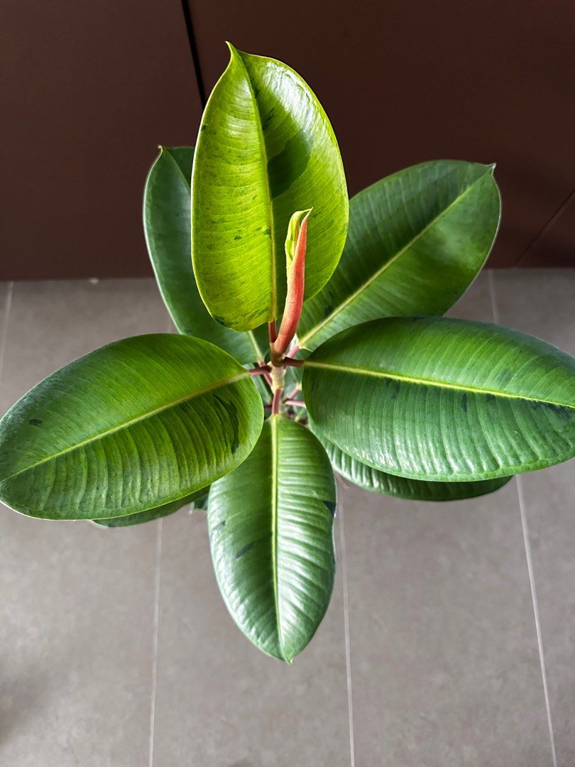 Ficus Elastica Shivereana Furniture And Home Living Gardening Plants