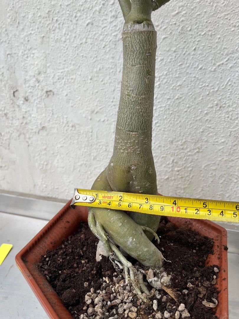 Grafted Adenium, Furniture & Home Living, Gardening, Plants & Seeds on ...