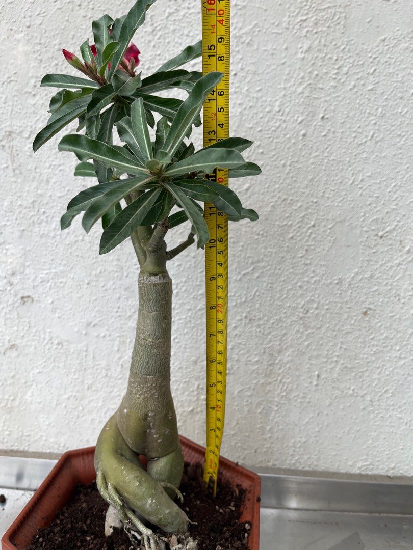 Grafted Adenium, Furniture & Home Living, Gardening, Plants & Seeds on ...