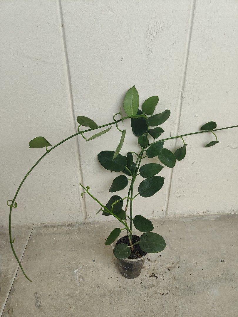 Hoya Ruthie, Furniture & Home Living, Gardening, Plants & Seeds on ...