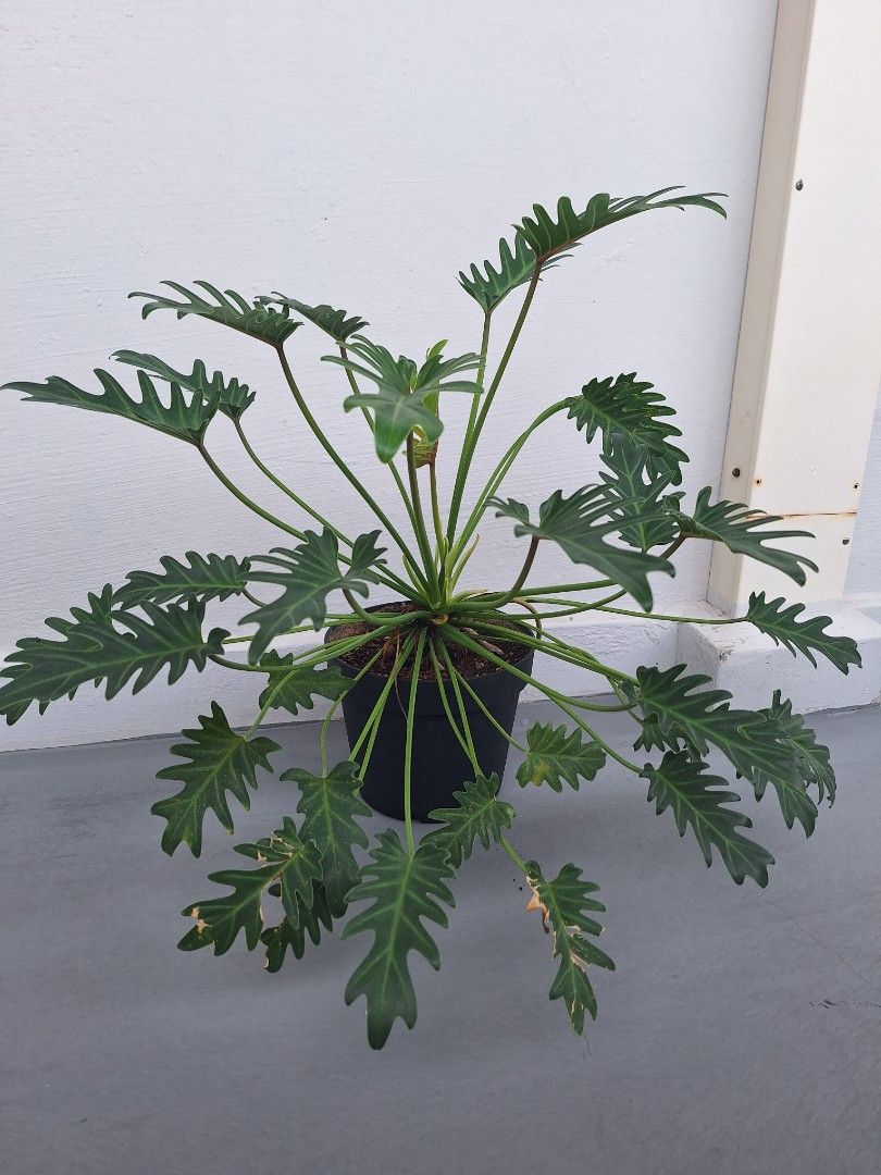 Philodendron xanadu, Furniture & Home Living, Gardening, Plants & Seeds on Carousell