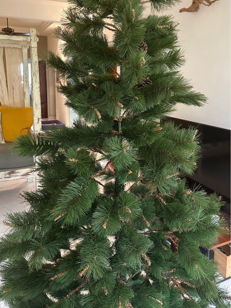 Quality Christmas tree 2m with real pine cones, Furniture & Home Living ...