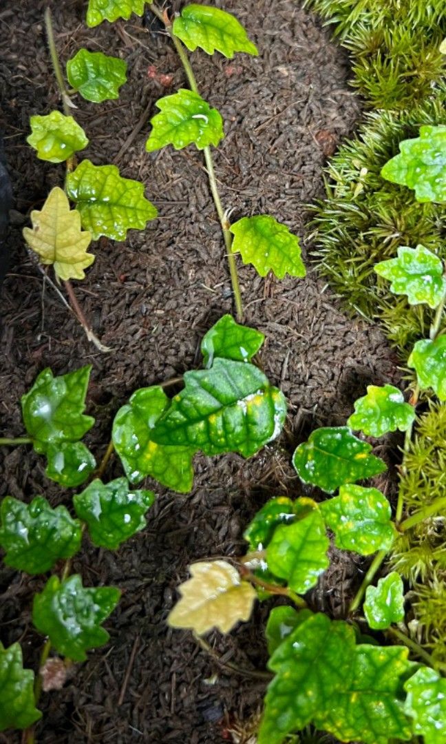 Rare Ficus Pumila 'Quercifolia for Terrarium/Paludarium, Furniture ...