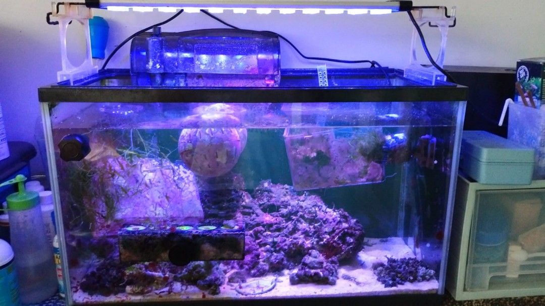 2 feet saltwater tank with live rock, Pet Supplies, Homes & Other Pet ...