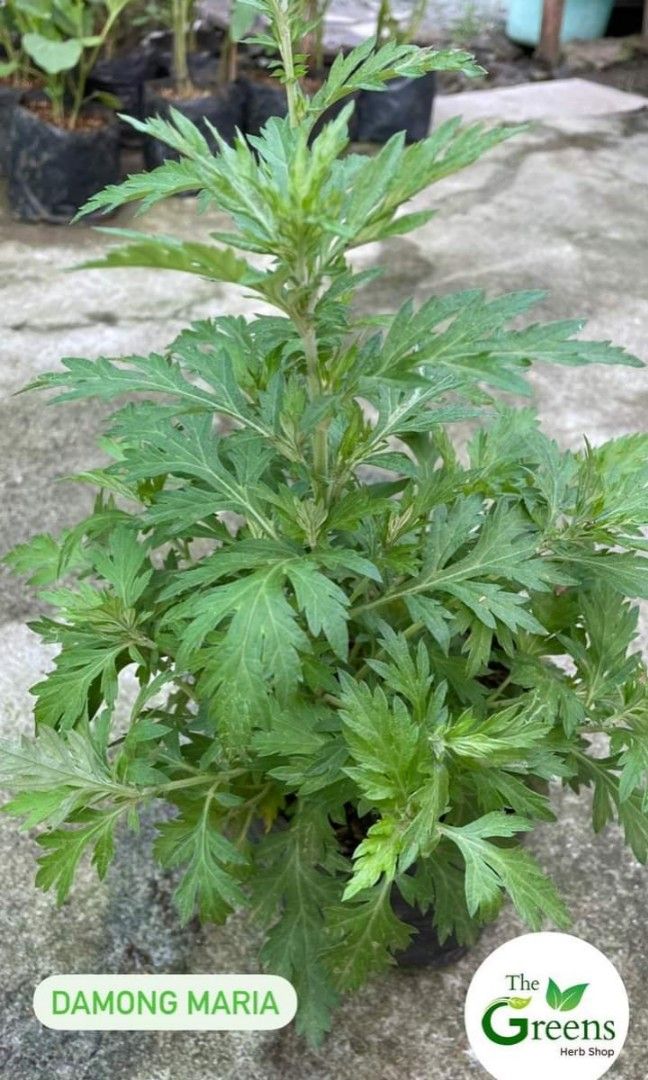 Damong Maria, Furniture & Home Living, Gardening, Plants & Seeds on ...