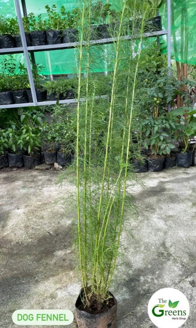 Dog Fennel, Furniture & Home Living, Gardening, Plants & Seeds on Carousell