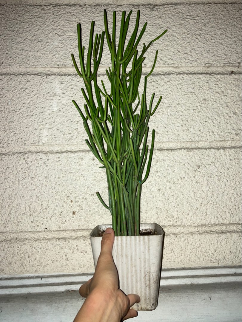 Indian tree spurge, pencil tree, pencil cactus, fire stick, aveloz or ...