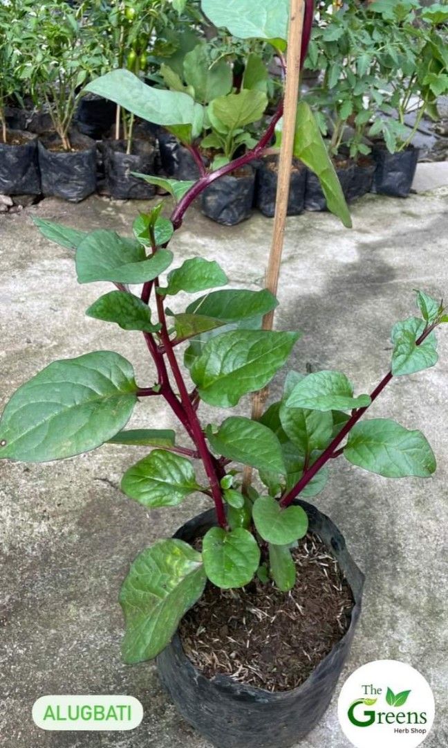 Malabar Spinach (Alugbati), Furniture & Home Living, Gardening, Plants ...
