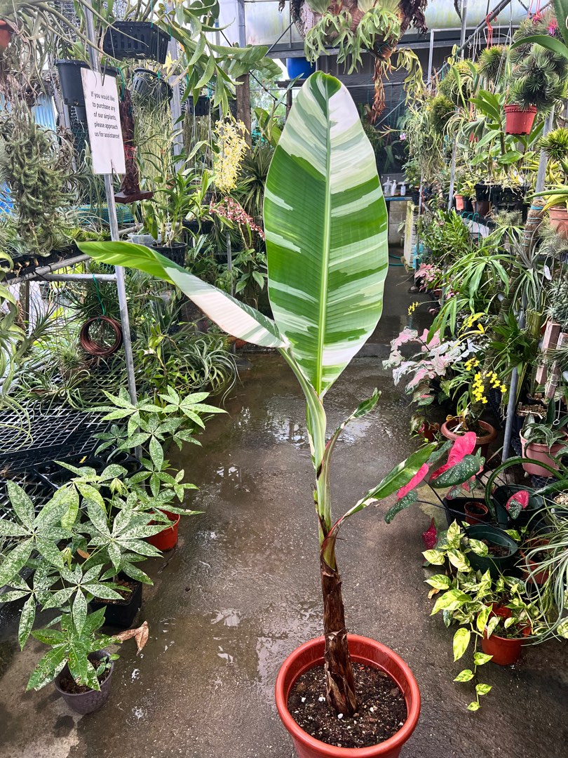Musa Florida variegated, Furniture & Home Living, Gardening, Plants ...