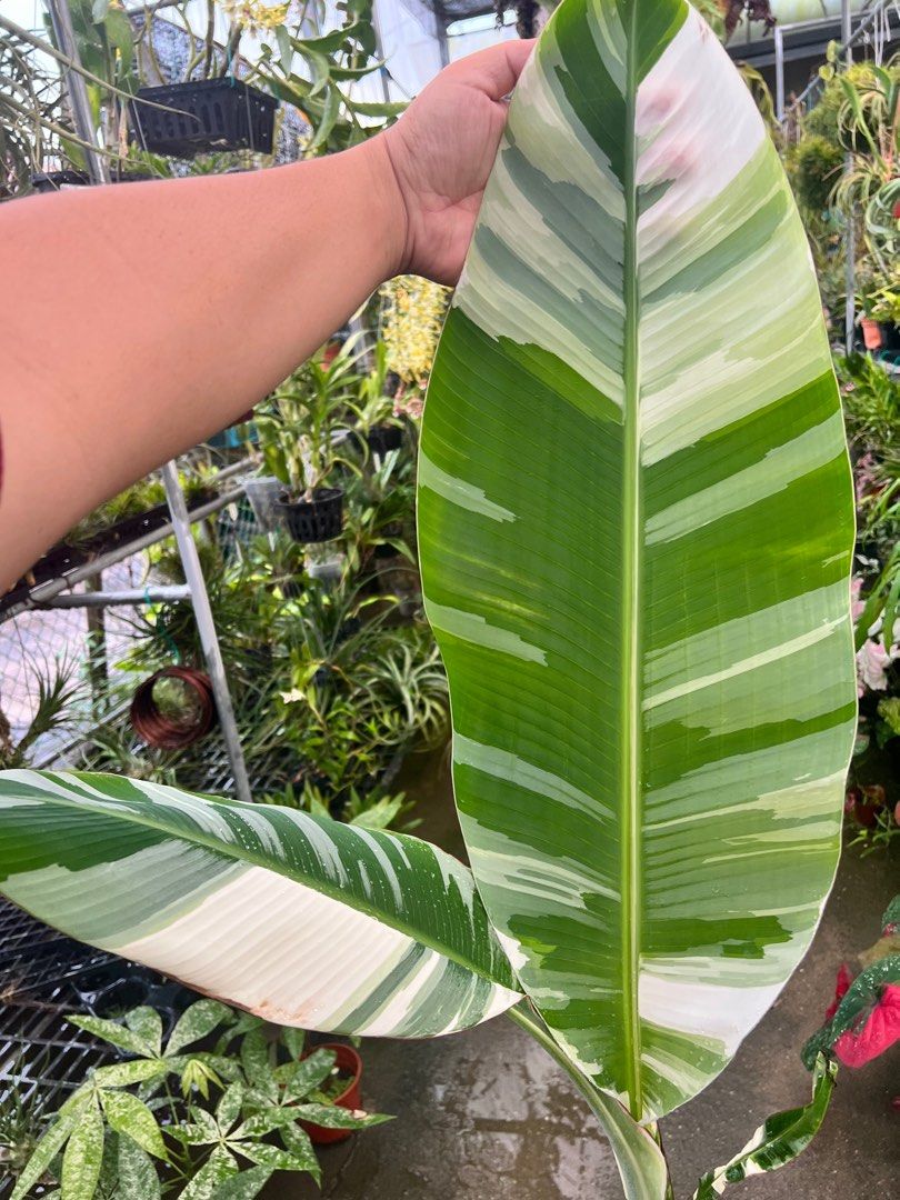 Musa Florida variegated, Furniture & Home Living, Gardening, Plants ...
