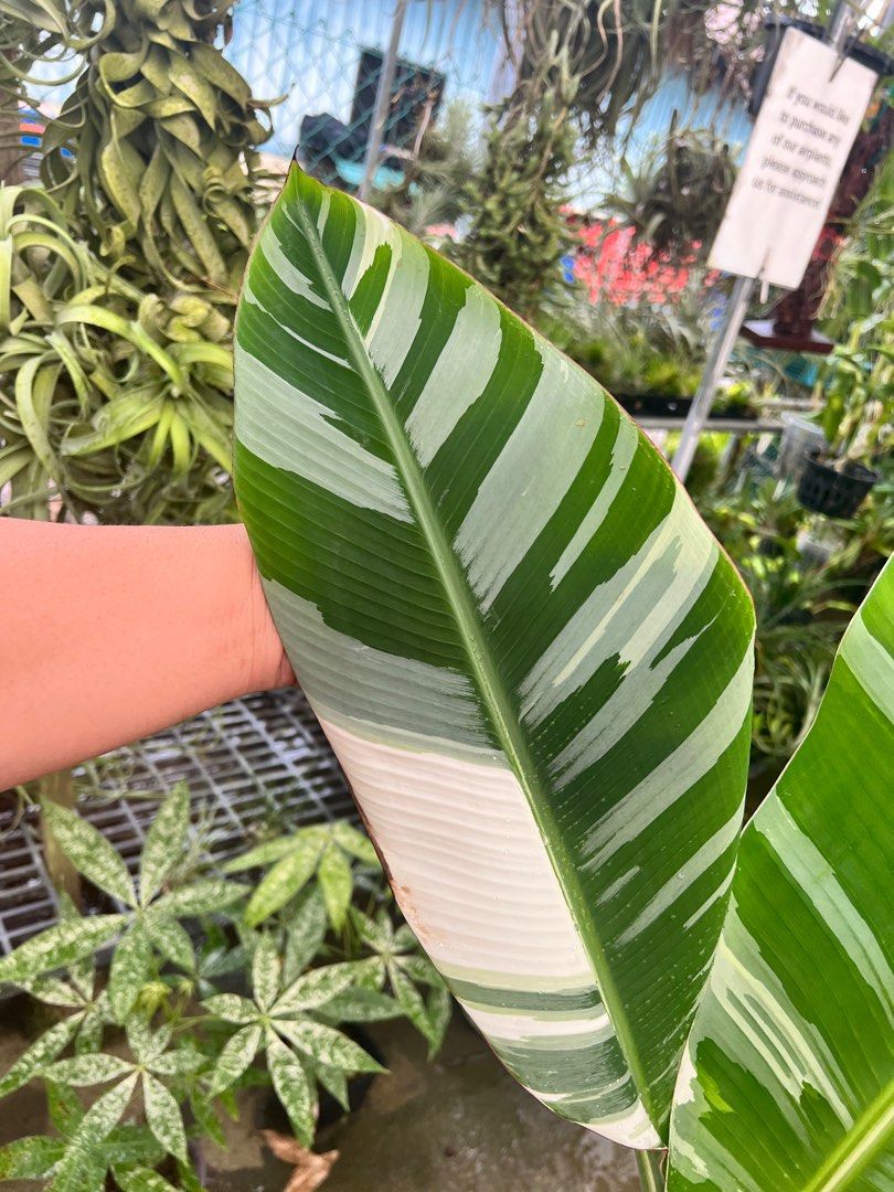 Musa Florida variegated, Furniture & Home Living, Gardening, Plants ...