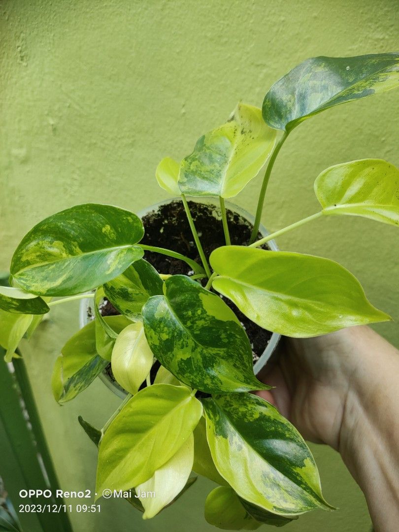 Philodendron Burle Max variegated, Furniture & Home Living, Gardening ...