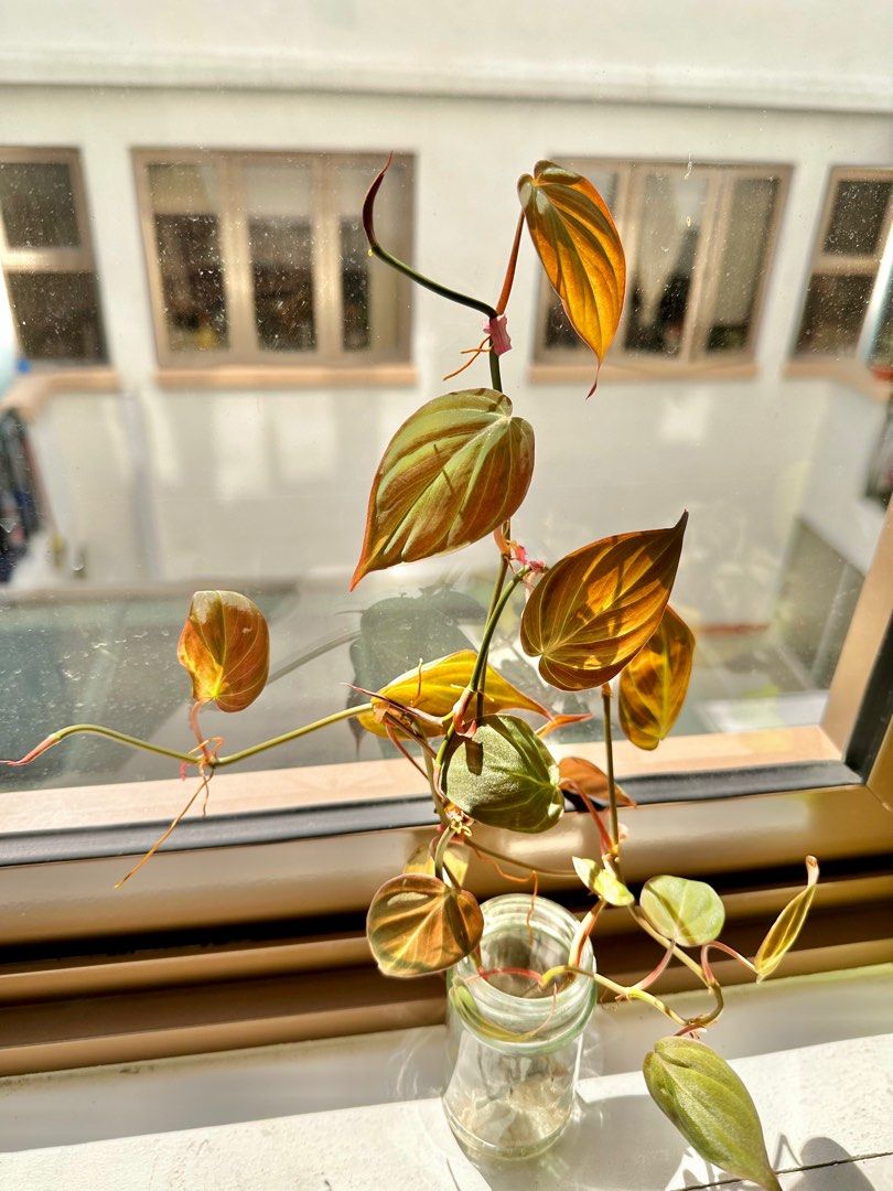 Philodendron Micans Red Leaf money plant climbing easy, Furniture ...