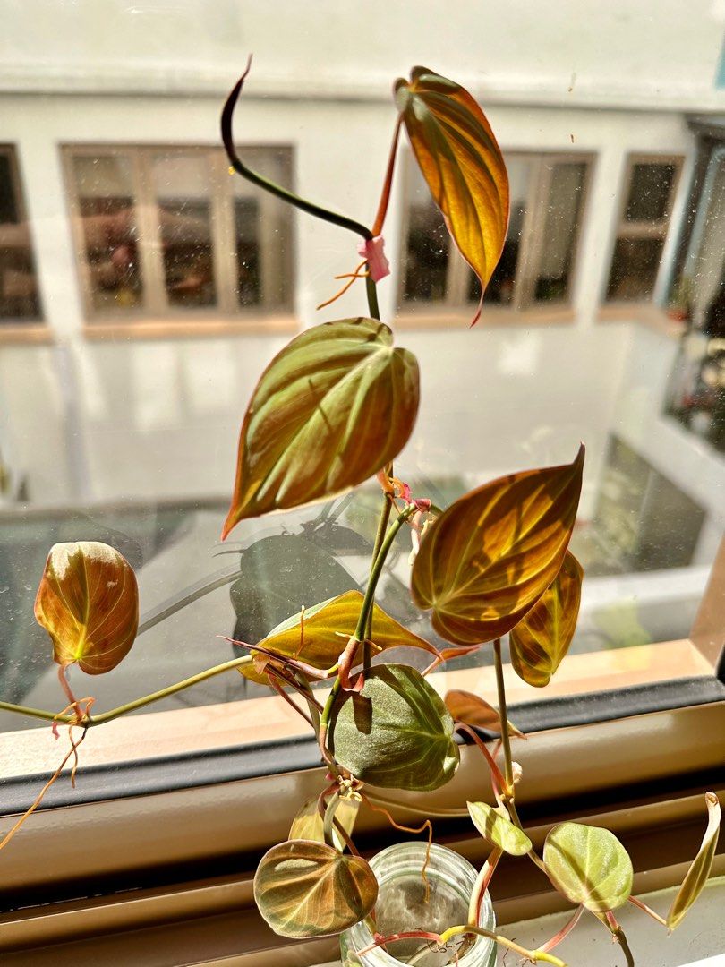 Philodendron Micans Red Leaf money plant climbing easy, Furniture ...