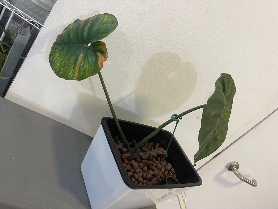 Philodendron SP Colombia, Furniture & Home Living, Gardening, Plants ...