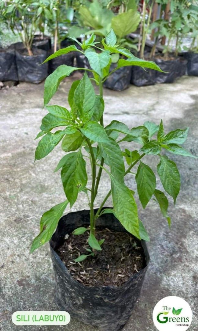 Sili Labuyo, Furniture & Home Living, Gardening, Plants & Seeds on ...