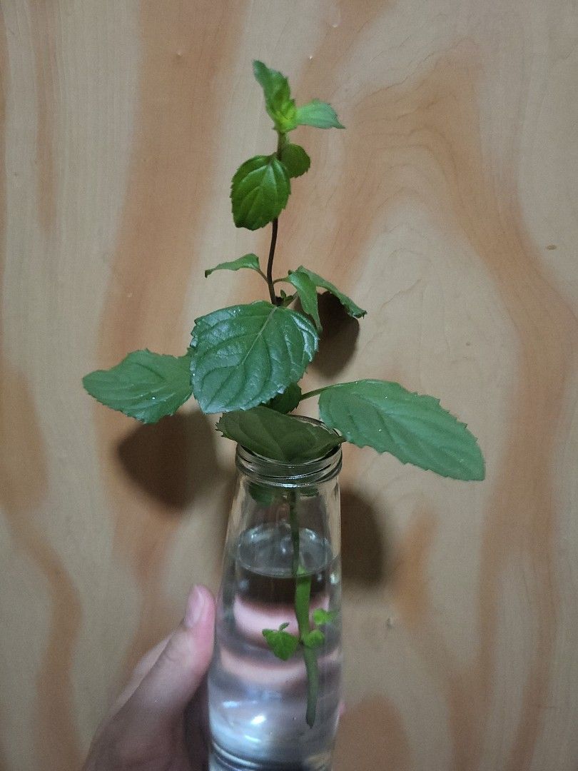 Air Flown Japan Yuzu Mint Leaf cutting, Furniture & Home Living ...