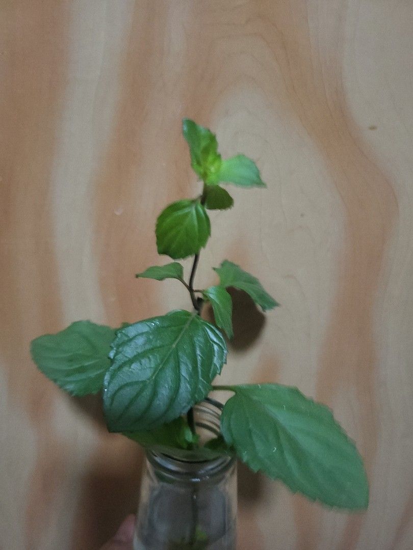 Air Flown Japan Yuzu Mint Leaf cutting, Furniture & Home Living ...