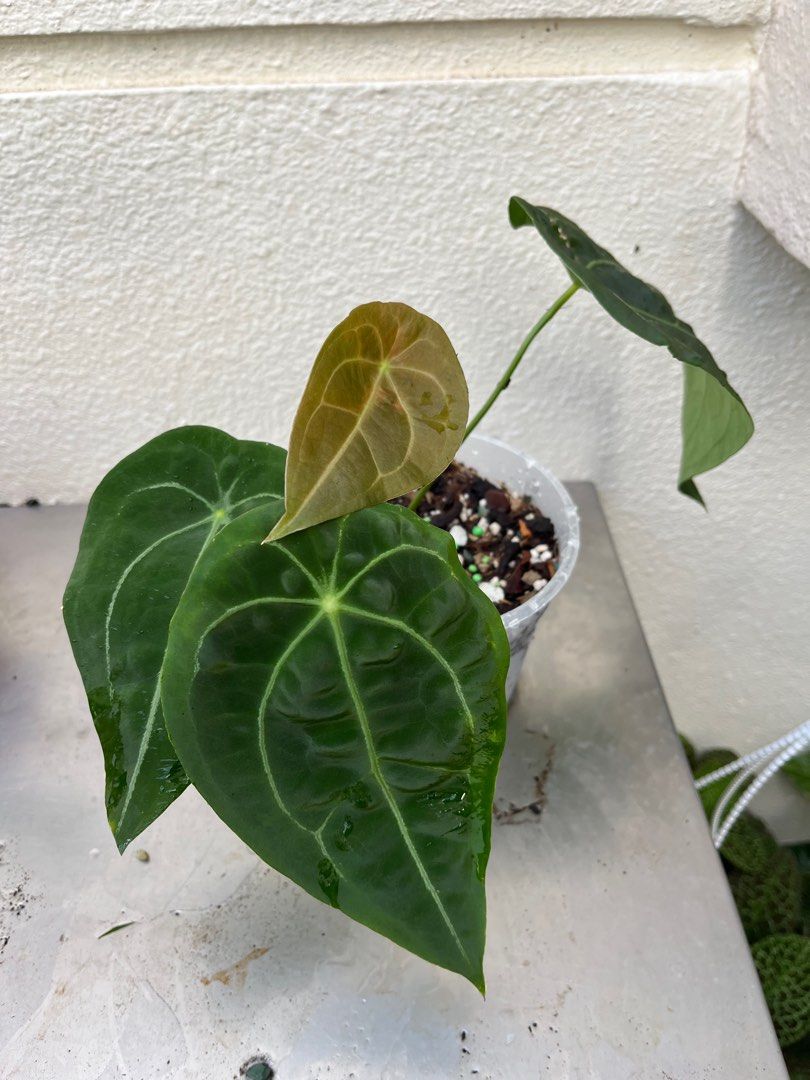 Anthurium Forgetti, Furniture & Home Living, Gardening, Plants & Seeds ...