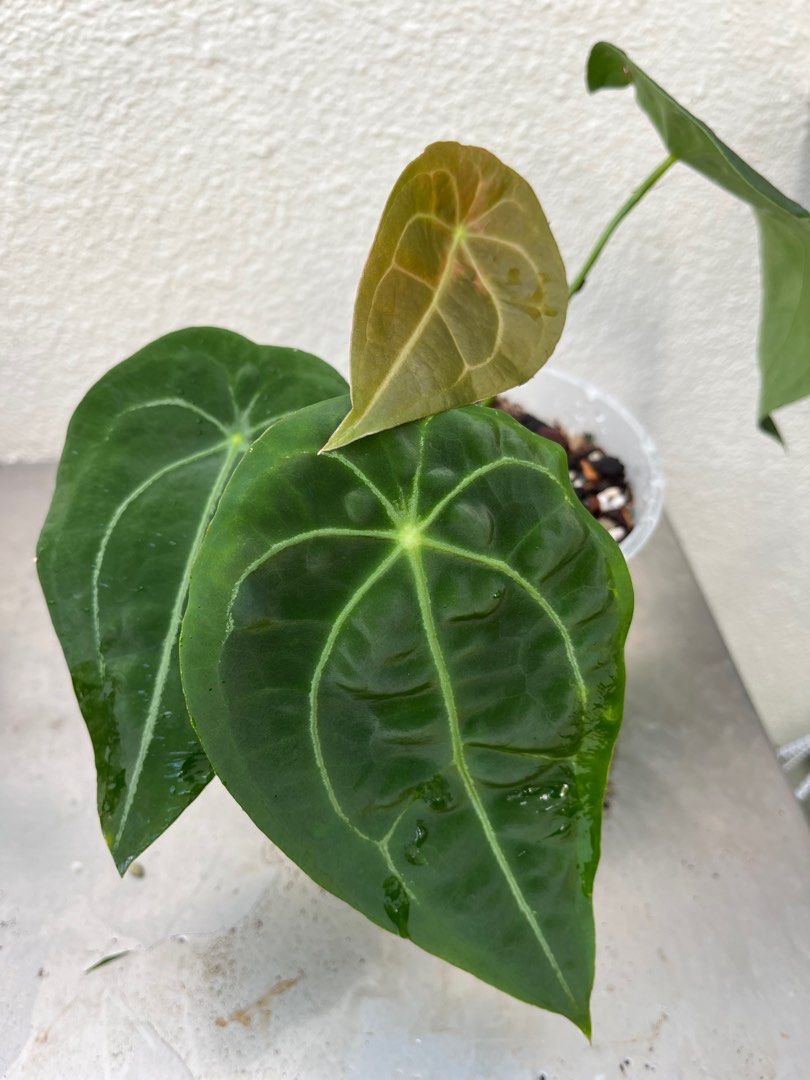 Anthurium Forgetti, Furniture & Home Living, Gardening, Plants & Seeds ...