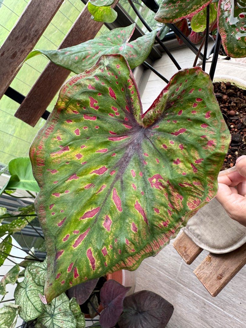 Exotic caladium, Furniture & Home Living, Gardening, Plants & Seeds on ...