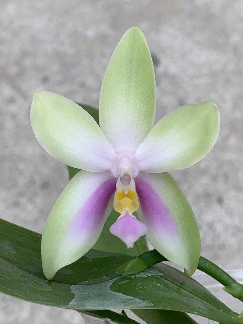 Phalaenopsis bellina semi alba 'pink', Furniture & Home Living ...