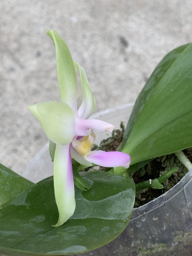 Phalaenopsis bellina semi alba 'pink', Furniture & Home Living ...