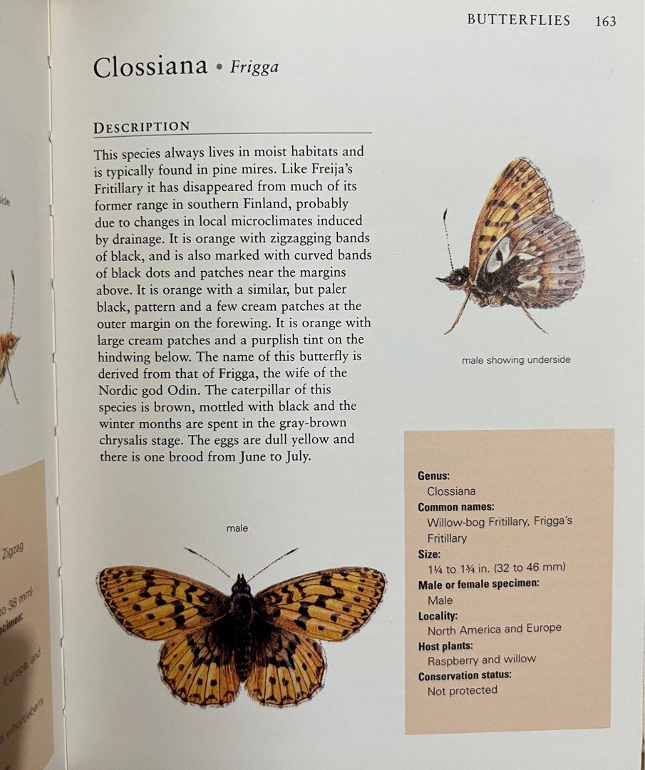 Pocket Guide - Butterflies, Hobbies & Toys, Books & Magazines, Fiction ...
