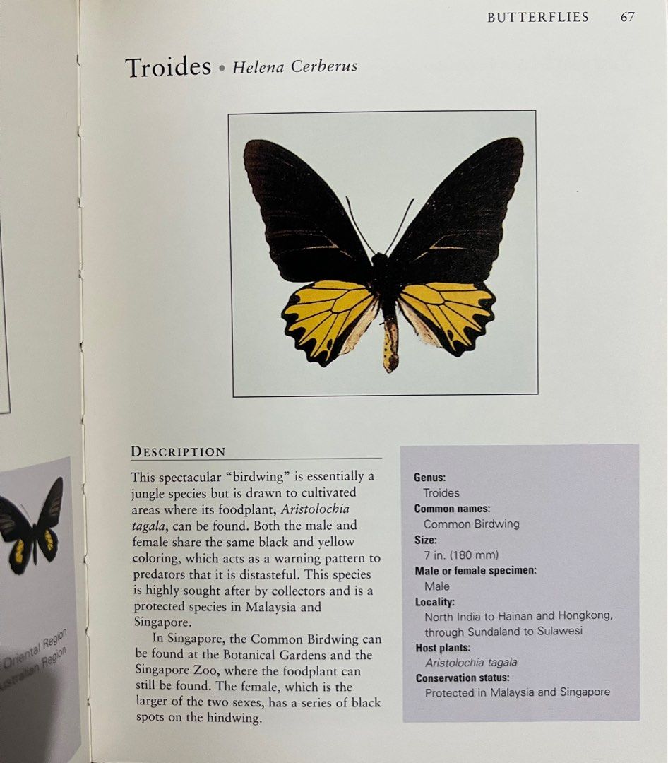 Pocket Guide - Butterflies, Hobbies & Toys, Books & Magazines, Fiction ...