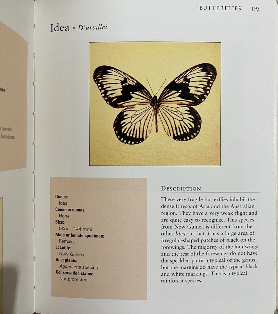 Pocket Guide - Butterflies, Hobbies & Toys, Books & Magazines, Fiction ...
