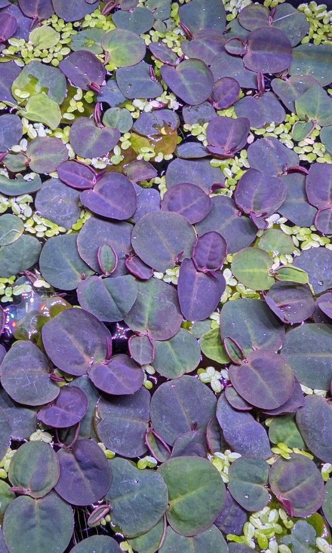 Red Root Floaters, Furniture & Home Living, Gardening, Plants & Seeds ...