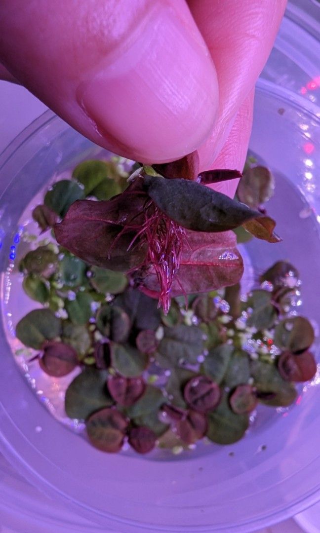 Red Root Floaters, Furniture & Home Living, Gardening, Plants & Seeds on Carousell