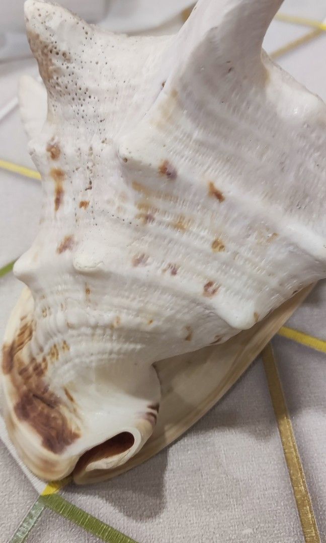 Sea shells display set from Hainan Haikou, Furniture & Home Living ...